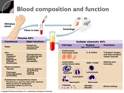 PPT - Human Circulation PowerPoint Presentation - ID:5603803