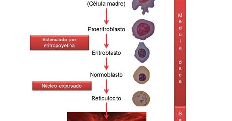 Portafolio virtual de fisiología Eritropoyesis