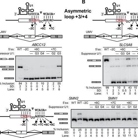 Asymmetric Loop 1 45 Ad Schematics Of The Umv A And C And