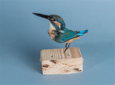 普通翠鸟 长江文明馆