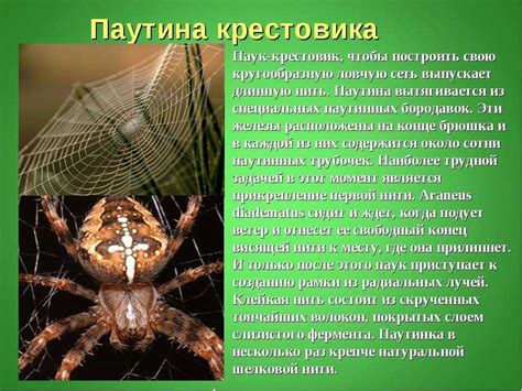 Описание паучка