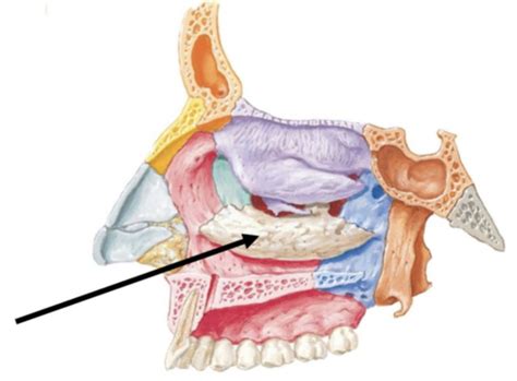 Lab Quizzes Flashcards Quizlet