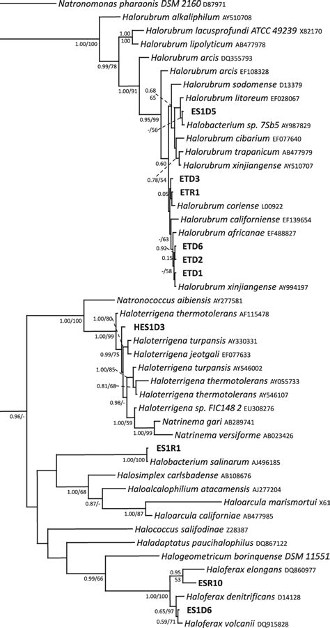 Bayesian Phylogenetic Trees Inferred By Mrbayes Representing Download Scientific Diagram