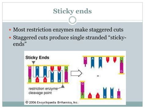 Restriction Modification System Types Of Restriction Enzymes Ppt