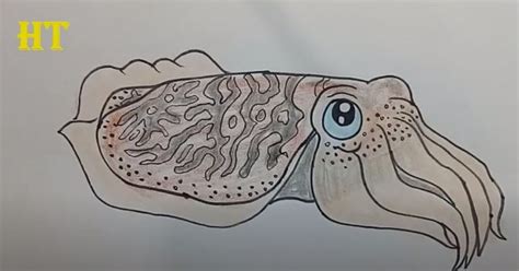 How To Draw A Squid Cute Easy Step By Step Entertainment For All