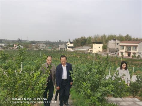 内江市政府副市长、市级副林长张永到隆昌开展巡林工作 Isenlincn