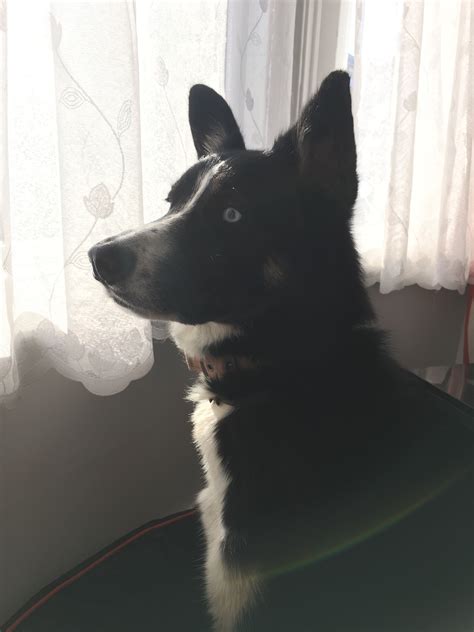 The Noble Collie Cross Scrolller