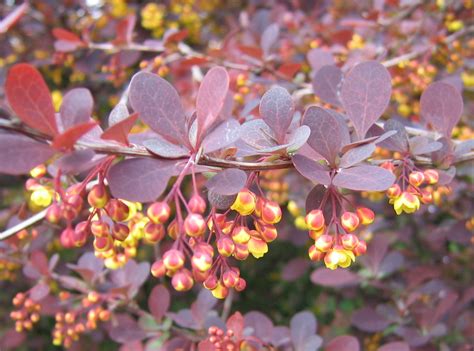 Барбарис оттавский Суперба Berberis x ottawensis f. purpurea Superba ...