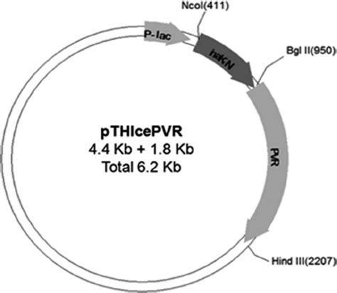 Map Of The Expression Plasmid Pthicepvr Showing The Open Reading Frame