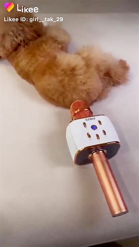 خنده دار سگ پامرانین