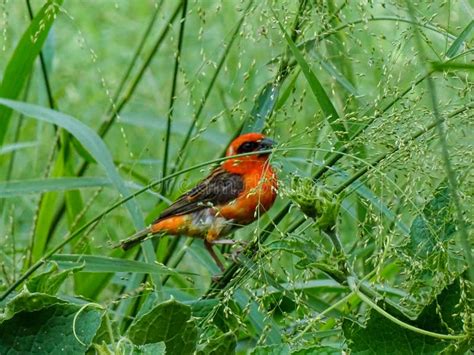 The Red Fody Bird Is Chirping On The Branches Of The Tree To Find Its