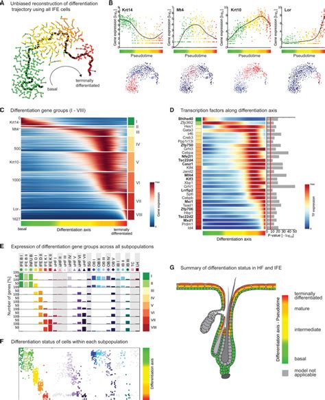 Single Cell Transcriptomics Reveals That Differentiation And Spatial Signatures Shape Epidermal