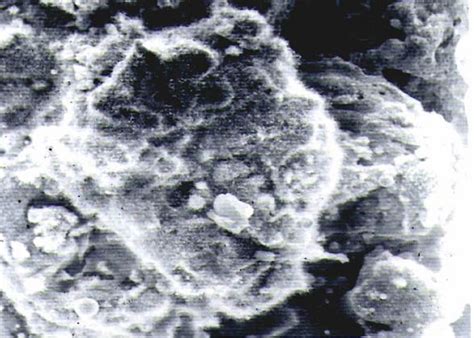 Morphology And Solid Particle Erosion Wear Behavior Of Red Mud