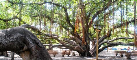 Why Is The Banyan Tree In Maui So Important