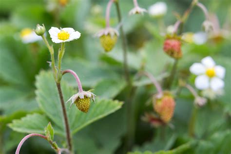 작은 녹색 및 큰 빨간 잘 익은 맛 있는 딸기와 딸기의 클로즈업 흐린된 어두운 토양 배경에 여름 태양 조명 농업 농업 및 건강 식품 개념 건강한 식생활에 대한 스톡 사진 및