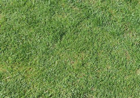 Pythium Stock Photos Royalty Free Pythium Images Depositphotos