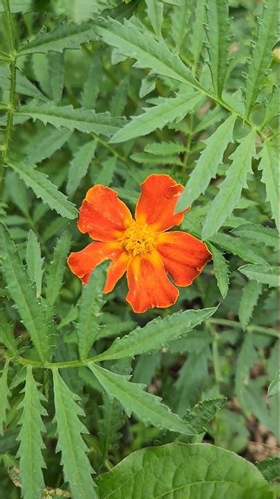 프렌치 메리골드 공작초 French Marigold Tagetes Patula Youtube