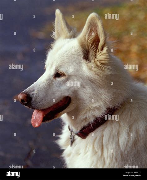 Samoyed Husky Mix