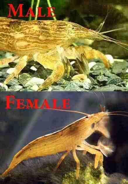 Bamboo Shrimp Detailed Guide Care Diet And Breeding Shrimp And