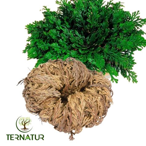 La Rose De Jéricho Une Plante Sacrée Depuis Des Siècles