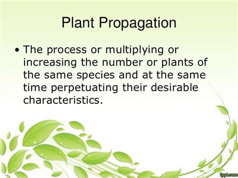 Plant Propagation Nxeitxh