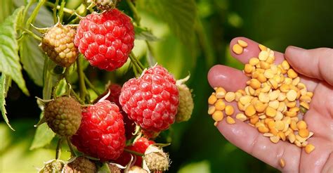 ვამზადებ ბარდის სასუქს რომ ზაფხულში ჟოლო ვედროებით ავიღო რჩევები ვივიენისგან