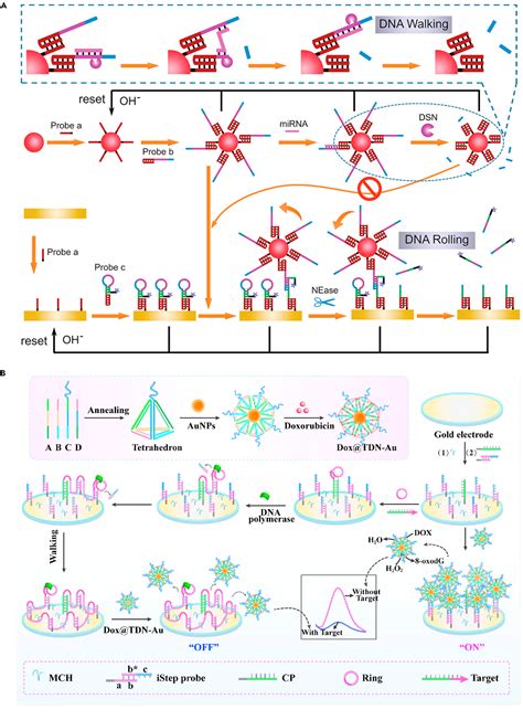 Advances In Self Assembled Au Dna Nanomachines Semantic Scholar