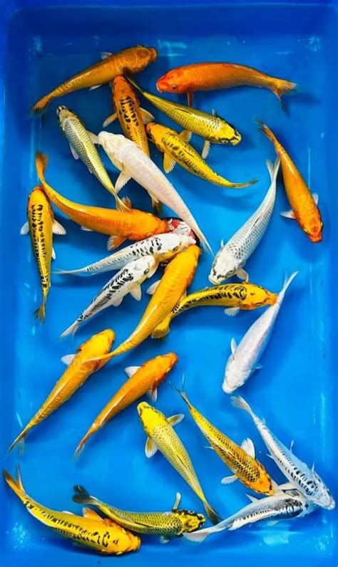 ปลาคาร์ฟแฟนตาซี Ennxo