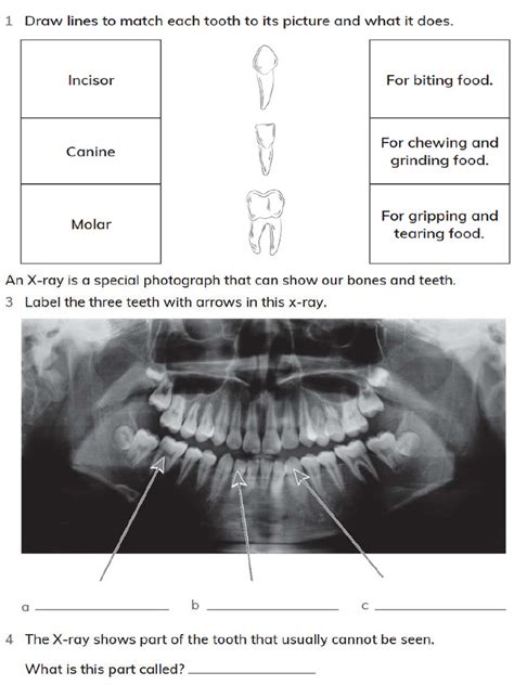 Teeth Homework Pdf