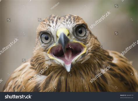 218 Imagens De Hawk Mouth Open Imagens Fotos Stock E Vetores
