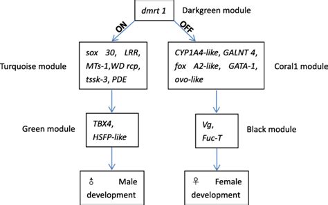 Transcriptomics Analysis Revealing Candidate Genes And Networks For Sex