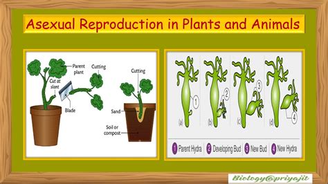 Asexual Reproduction In Plants Cutting