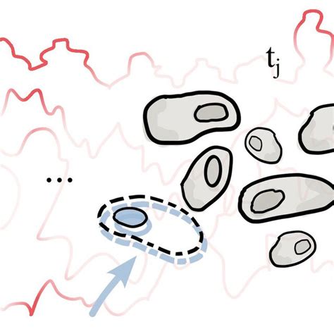 Unbalanced Schrödinger Bridge The Time Evolution Of A Cell Population Download Scientific