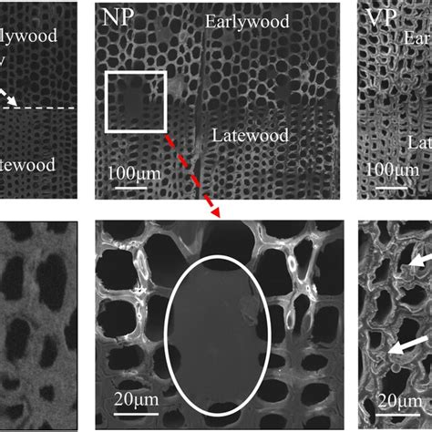 Microstructure Of The Specimens In Three Different Conditions The