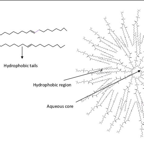 Schematic Representation Of Liposome Right Chemical Structure Of A