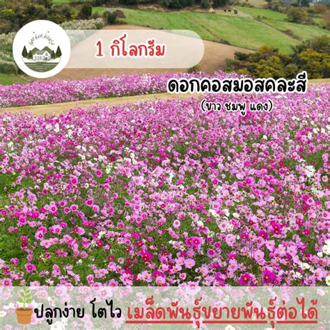 คุ้มสุด เมล็ดพันธุ์ดอกคอสมอสคละสี1กิโลกรัม Shopee Thailand