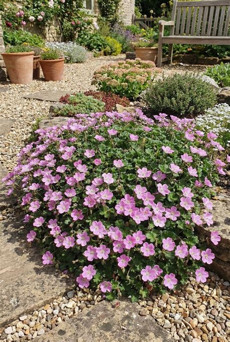 Erodium Variabile Bishops Form Reigersbek 20cm Acheter