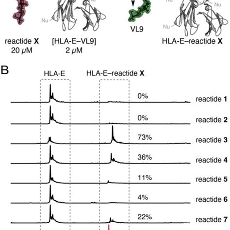 Vl9 Based Reactides Cross Link Hla E At Two Reactivity Hotspots A Download Scientific Diagram
