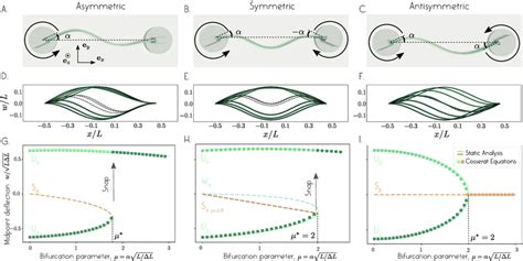 Figure S5 Equilibrium Configurations Of The Euler Buckled Strip Under