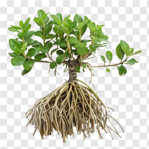 Leaf Stem And Root Leaf Structure Stem Anatomy Root System Png