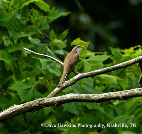 Yellow Billed Cuckoo State Of Tennessee Wildlife Resources Agency