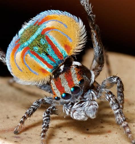 Mg4150 Peacock Spider Maratus Volans Araignée Paon Araignée