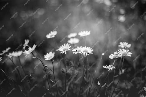 Daisies Black And White Wallpaper