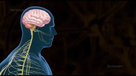 Openbci On Linkedin Brain Cell Structure Overview The Cell Body Or Soma Acts As The