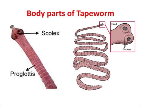 Tapeworms Causes Symptoms Treatment
