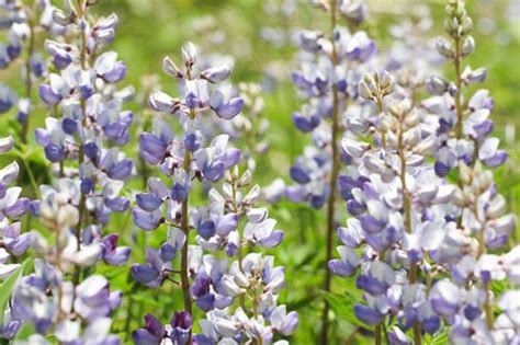 Sundial Lupine Lupinus Perennis — Edible Plant Edible Plant Database
