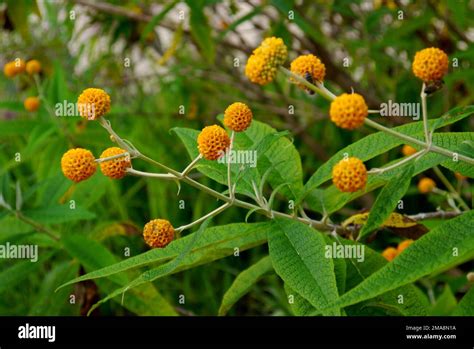 Orange Buddleja Globosa Orange Ball Tree Flowering Shrub At Rhs