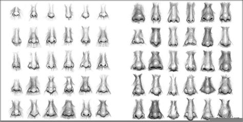 Nose Shapes Types Free Images At Vector Clip Art Online