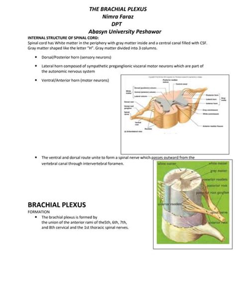 Anatomy Of Brachial Plexus Basic Anatomy Ppt