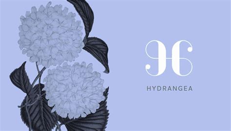 Hydrangea Design Ideas